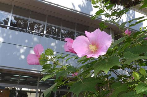 校花『芙蓉の花』が満開です。｜トピックス｜学校法人成美学園 福知山成美高等学校