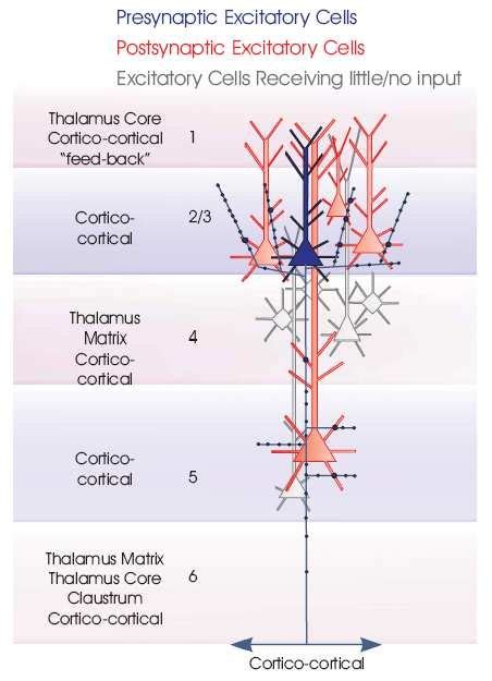 Layer 23 Pyramidal Cells Layer 3 Pyramidal Cells Are Summarized In