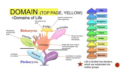 Taxonomy Foldable Ppt 2 Ppt