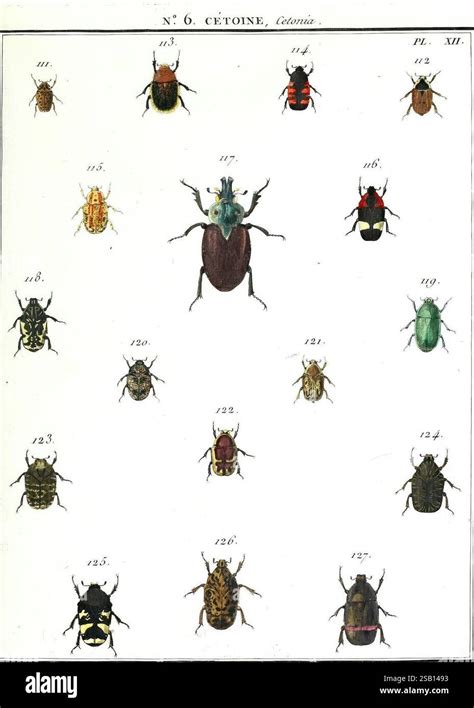 Entomologie Ou Histoire Naturelle Des Insectes Paris Imp Baudouin