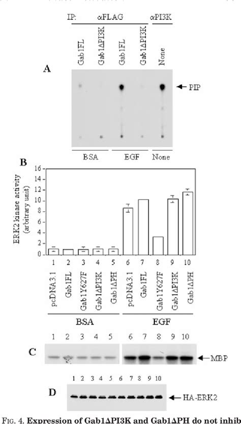 Figure 4 From Requirement Of Shp2 Binding To Grb2 Associated Binder 1