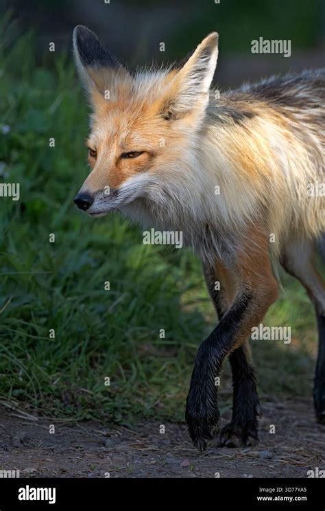 Red Fox Vulpes Vulpes June In Yellowstone National Park Wyoming