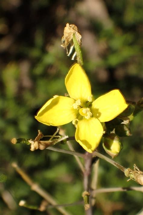 Diplotaxis Tenuifolia Calflora