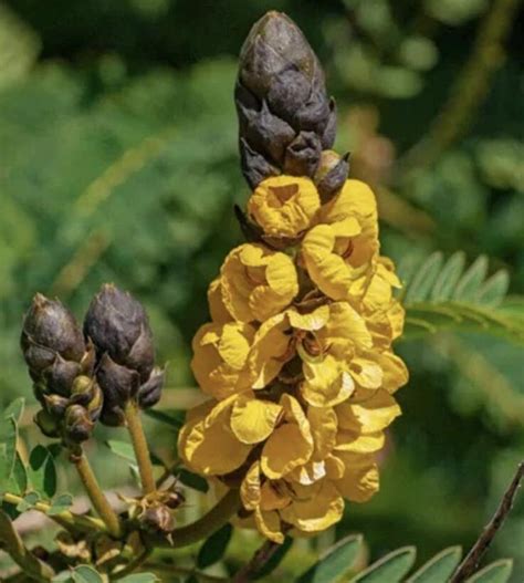 Popcorn Cassia Plant Seeds Annuals For Gardening Non Gmo Seeds Etsy