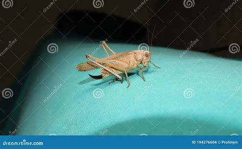 Katydid Or Green Grasshopper Looks Like A Leaf Royalty Free Stock
