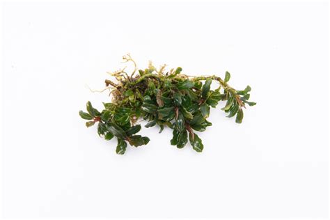 Bucephalandra Catherinae Mini — Buce Plant