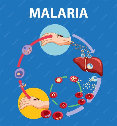 Free Vector Life Cycle Of Malaria Parasite A Visual Guide