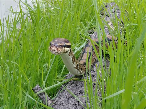 Oakland Zoo Ball Royal Python Oakland Zoo Ball Royal Python