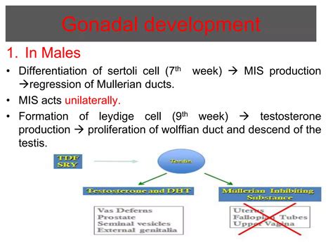 Disorders Of Sex Development Pptx