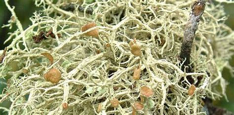 茶漬綱 維基百科，自由的百科全書