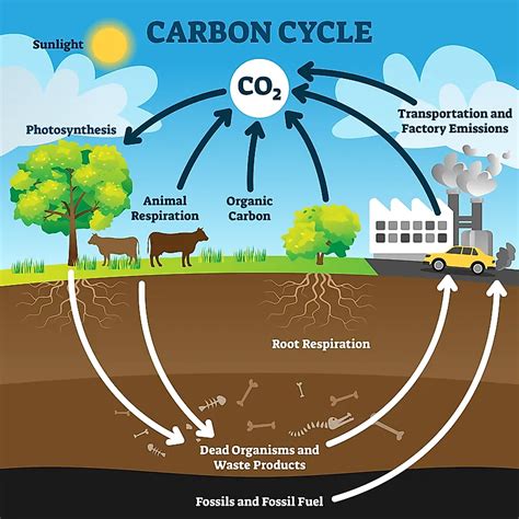 Natural Carbon Cycle Sources And Sinks