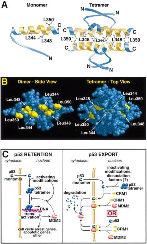 A Model For P53 Subcellular Localization Based On Oligomerization And A Model For P53 Subcellular Localization Based On Oligomerization And