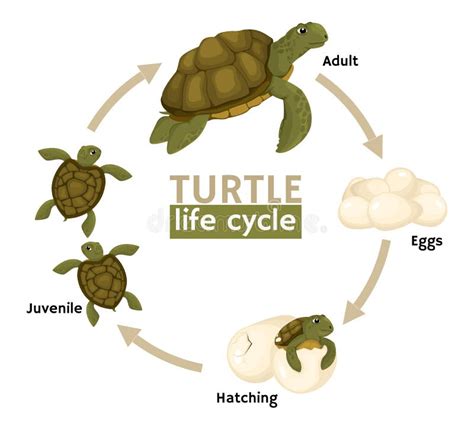 Sea Turtle Life Cycle