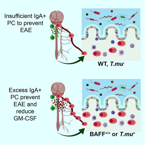 Gut Derived Immune Cells Reduce Brain Inflammation In Multiple Sclerosis Sci News