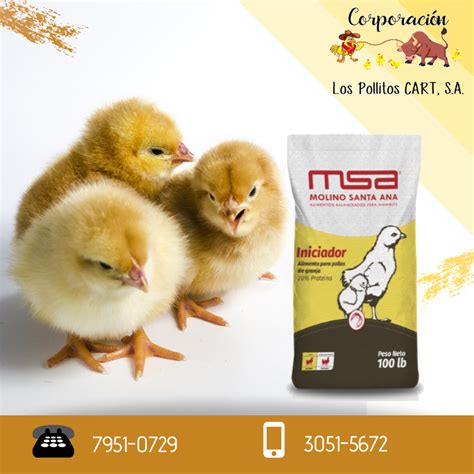 Pollo Iniciador Contiene Corporación Los Pollitos S A