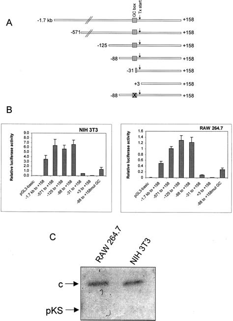 Transcriptional Activity Of The C Subunit Promoter A The Deletion Download Scientific Diagram