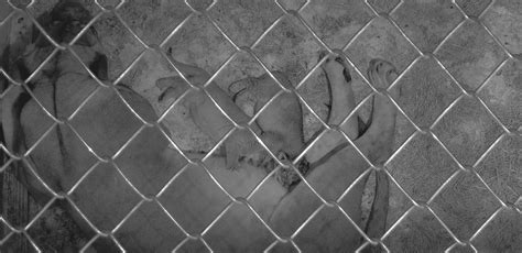 Phoenix Zoo Welcomes Two Lion Cubs Phoenix Zoo