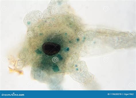 Amoeba Under A Microscope
