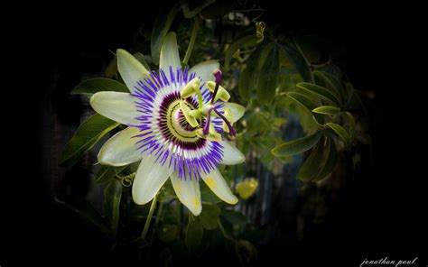 2560x1600 Passion Flower Desktop Wallpaper Coolwallpapersme