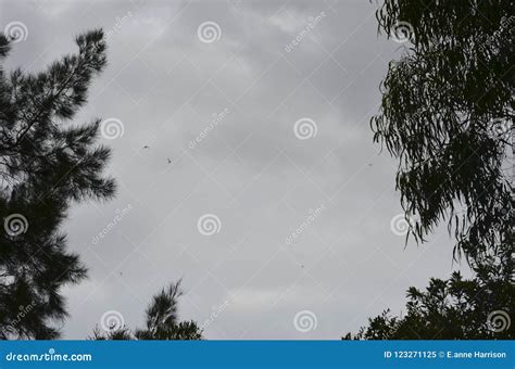 Birds Flying Above Trees Against A Background Of Storm Clouds Stock Image Image Of Forest