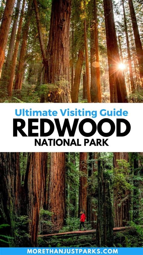 11 Facts About Redwood National Park