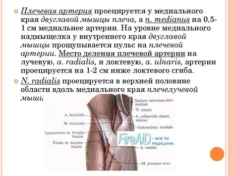 Локтевой сустав - презентация онлайн