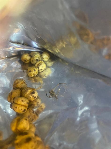 Tadım Gıda Tadım Leblebi Böcek Çıktı Şikayetvar