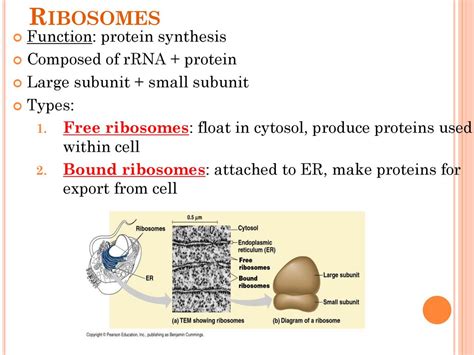 Chapter 6 A Tour Of The Cell Ppt Download
