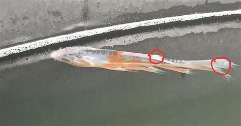 Fish Problem Album On Imgur