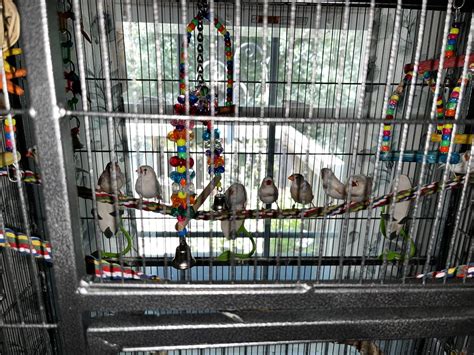 I Have A Flock Of 10 Zebbies And I Was Wondering What Pellet Worked Best For You All Ive Been