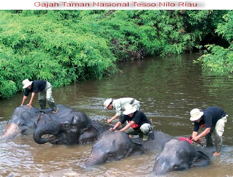 Tesso Nilo Wild Reserve Riau Visit Indonesia The Most Beautiful