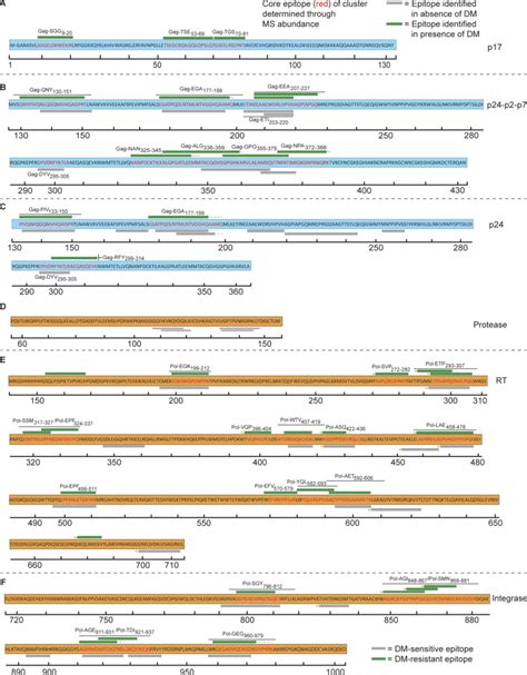 Cell Free Processing Of Gag And Pol Proteins Reveal Epitope Hot Spots
