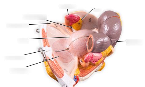 Female Reproductive Model Diagram Quizlet