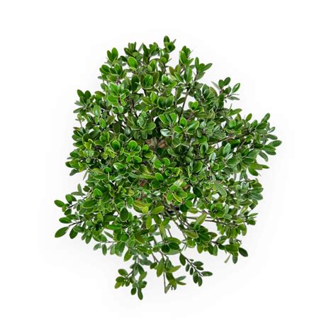 Ilex Crenata Holly 25 Cm