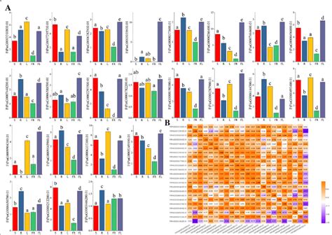 Tissue Specific Gene Expression Of 23 Tartary Buckwheat SPL Genes And