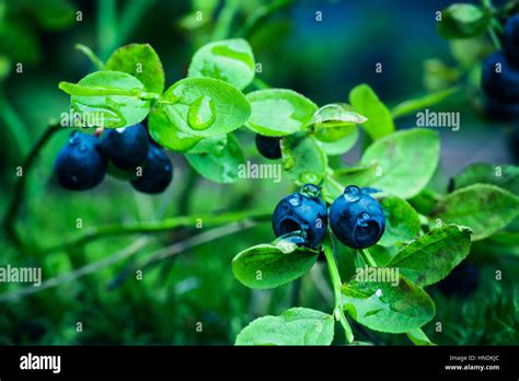 Bilberry In The Forest Shallow Depth Of Field Selective Focus On The