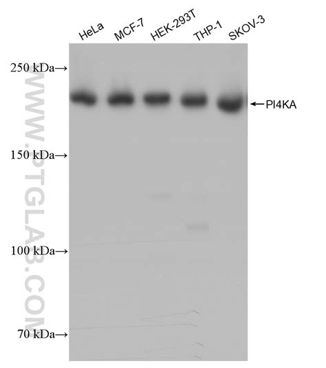 Pi4ka Antibody 82938 1 Rr Proteintech
