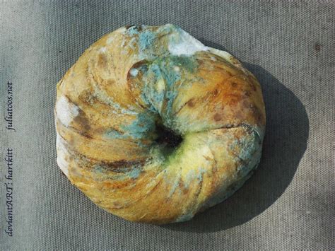 What Does A Moldy Bagel Look Like At Grady Naylor Blog