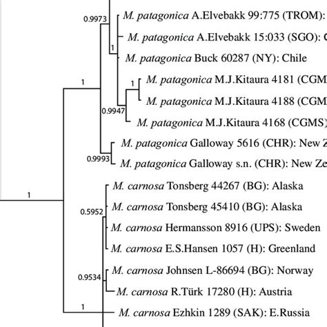 the phylogenetic tree of a concatenated dataset for species