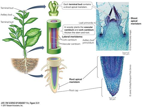 Secondary Meristem Frontiers Old School New Rules Floral Meristem