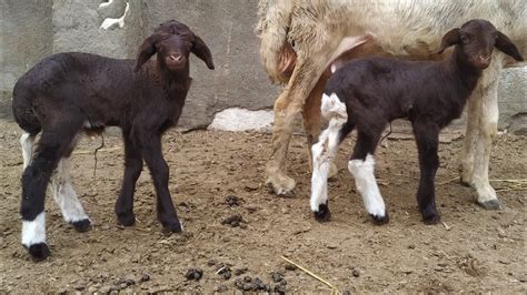 تشخيص وعلاج الجفاف في صغار الأغنام والماعز Youtube
