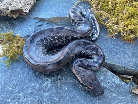 Sumatran Short Tailed Python Sumatran Short Tailed Python By Hardin