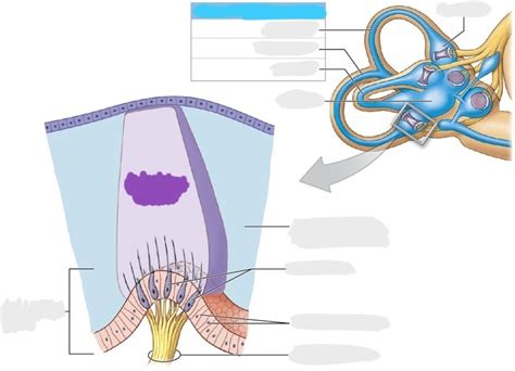 Ampullae Of Lorenzini Definition Quizlet At Kate Terry Blog