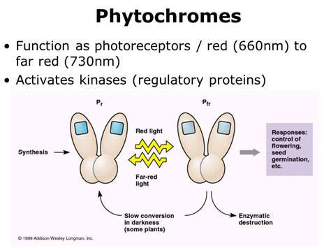 Transport In Plants Ppt Download
