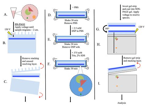 Video Multimer Page A Method For Capturing And Resolving Protein