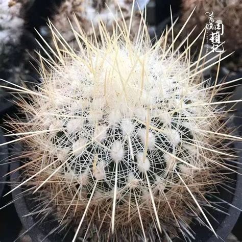 瘤玉球属thelocactus的仙人球你认识几个？ Lohas乐活族