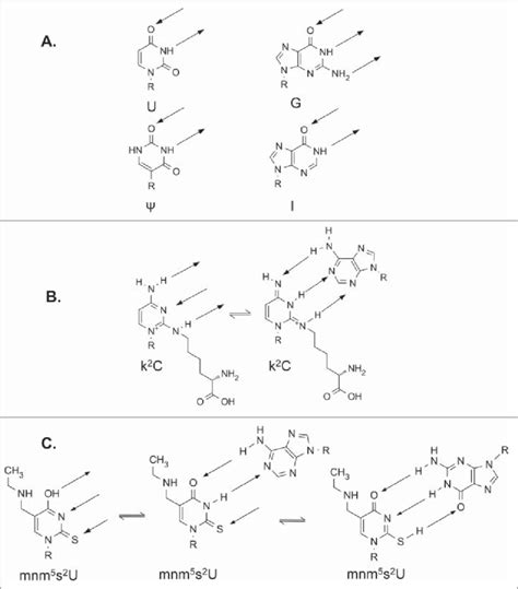 Modifications Influence Protein And Codon Recognition Of Trna Through Download Scientific