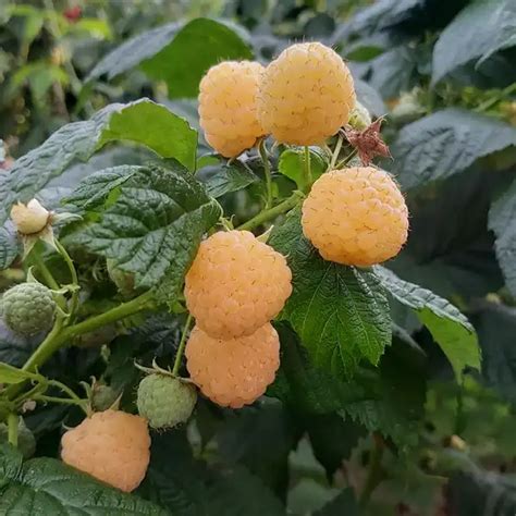 Poranna Rosa Sárga Málna Málnatő Konténeres 3 Liter Migkertészet Gyümölcsfaoltvány