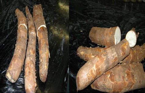 Isolation Of Pure Cassava Linamarin As An Anti Cancer Agent Semantic