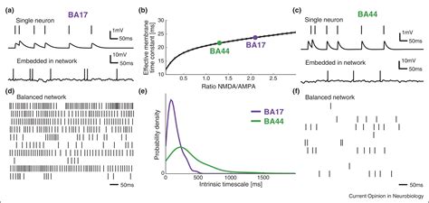 Article Synaptic Patterning And The Timescales Of Cortical Dynamics Alex Seeholzer